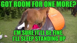 35 Funny Camping Memes That Make Us Laugh Out Loud - Peanuts or Pretzels